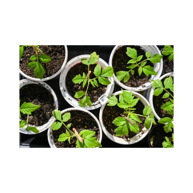Early Spring Seed Starting & Lunar Phase Planting Guide - Lange Girl Farms